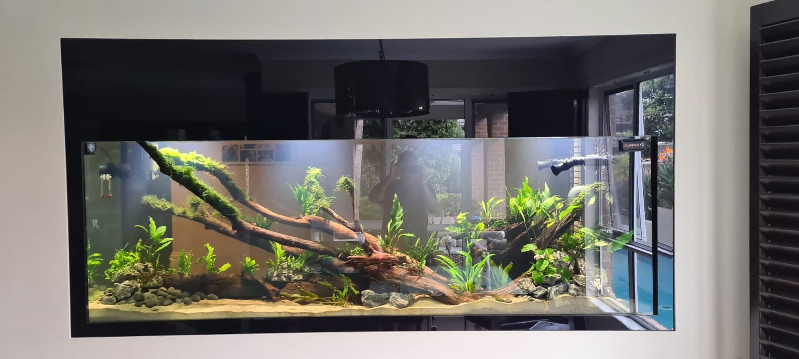 Large aquarium with driftwood in Melbourne - AquaProfessional